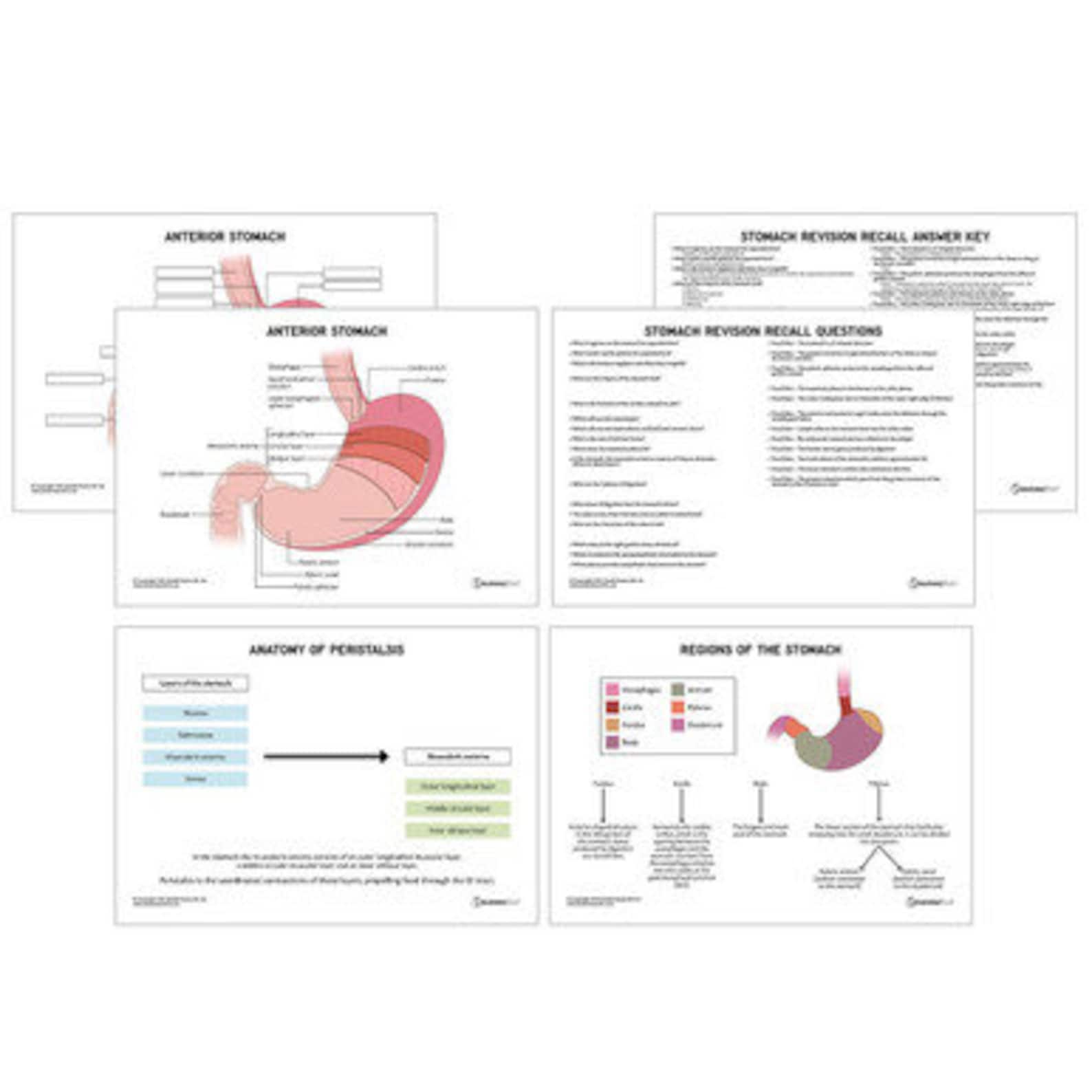 Stomach Anatomy Revision Worksheets (interactive and Printable Pdfs) - Etsy