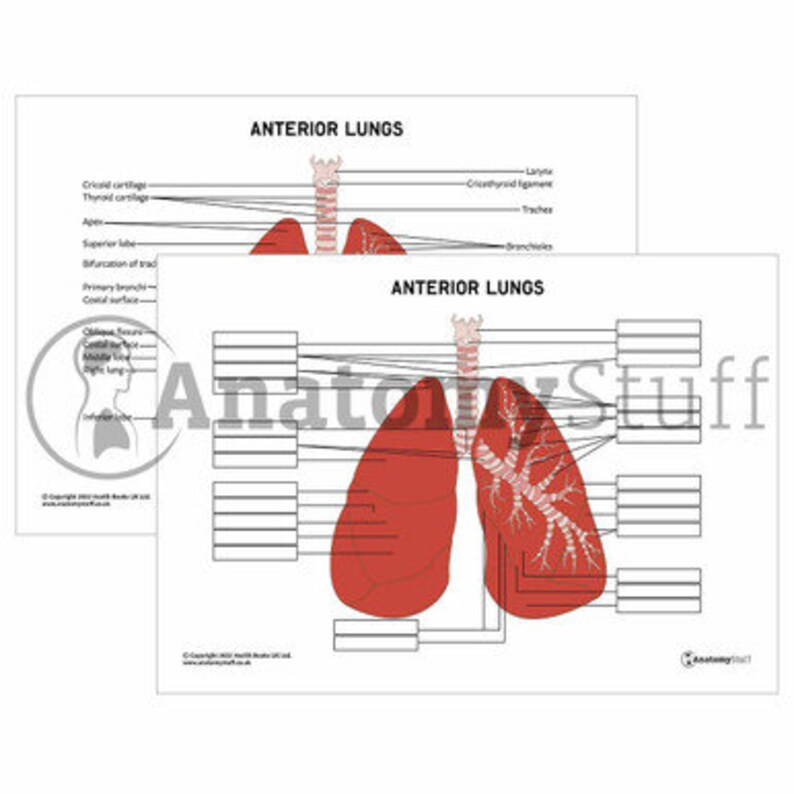 Lung Anatomy Revision Worksheets (interactive and Printable Pdfs) - Etsy
