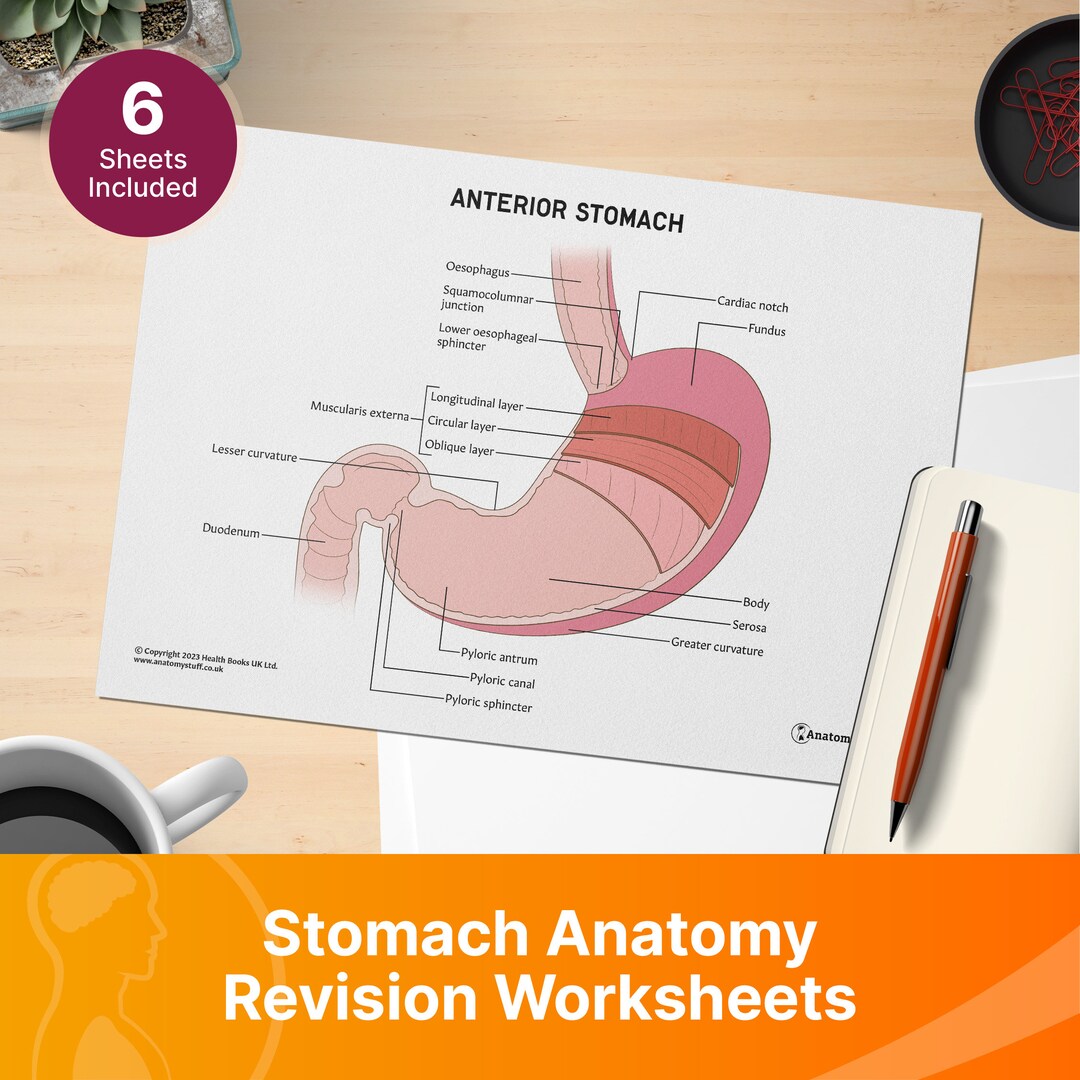 Stomach Anatomy Revision Worksheets (interactive and Printable Pdfs) - Etsy