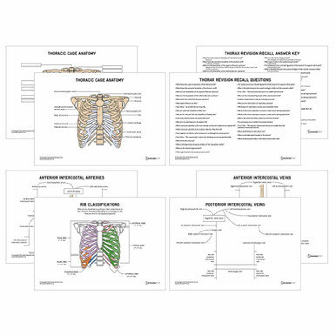 Thorax Anatomy Revision Worksheets interactive and Printable - Etsy