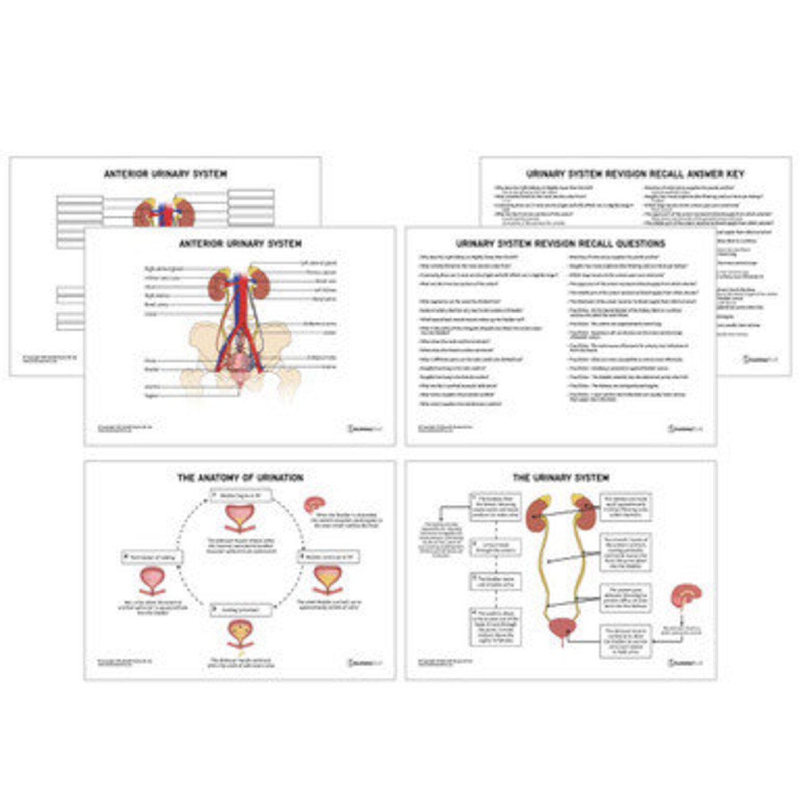 Urinary System Anatomy Revision Worksheets (interactive and Printable ...