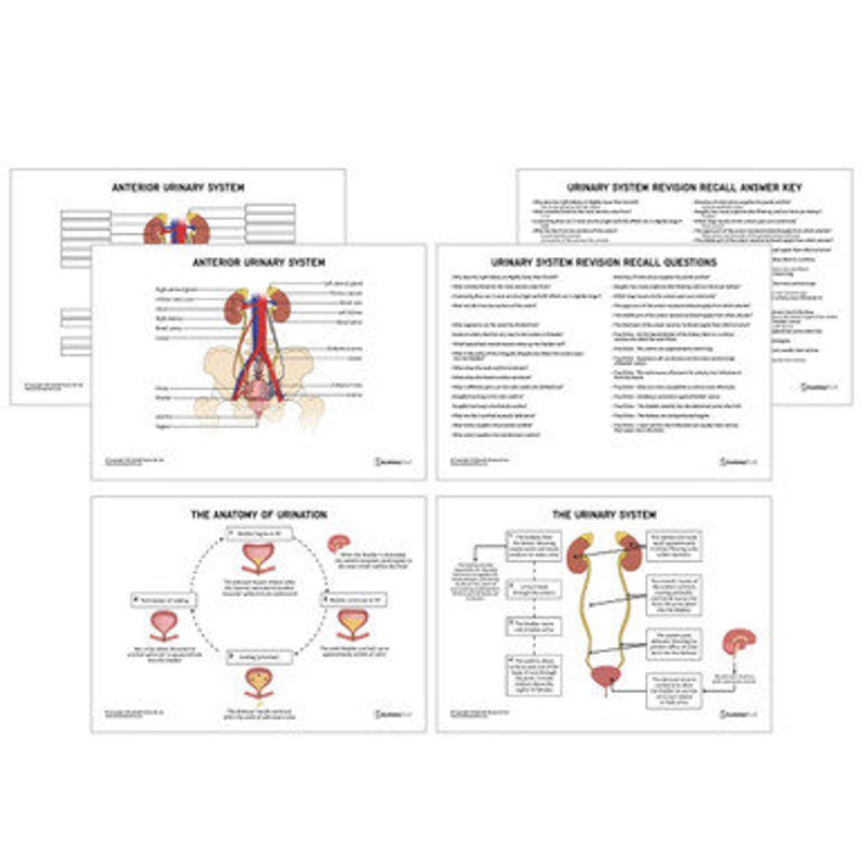 Urinary System Anatomy Revision Worksheets (interactive and Printable ...
