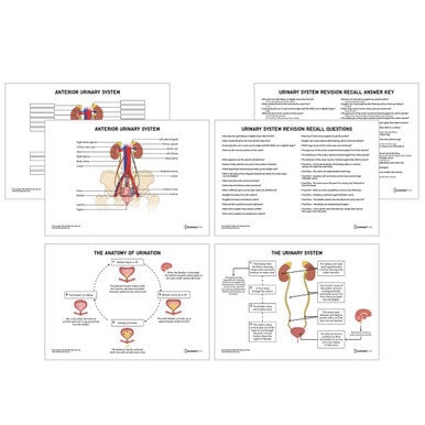 Urinary System Anatomy Revision Worksheets (interactive and Printable ...
