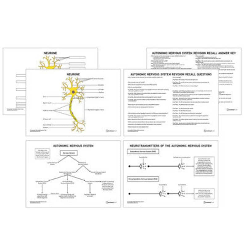 Autonomic Nervous System Anatomy Revision Worksheets (interactive and ...