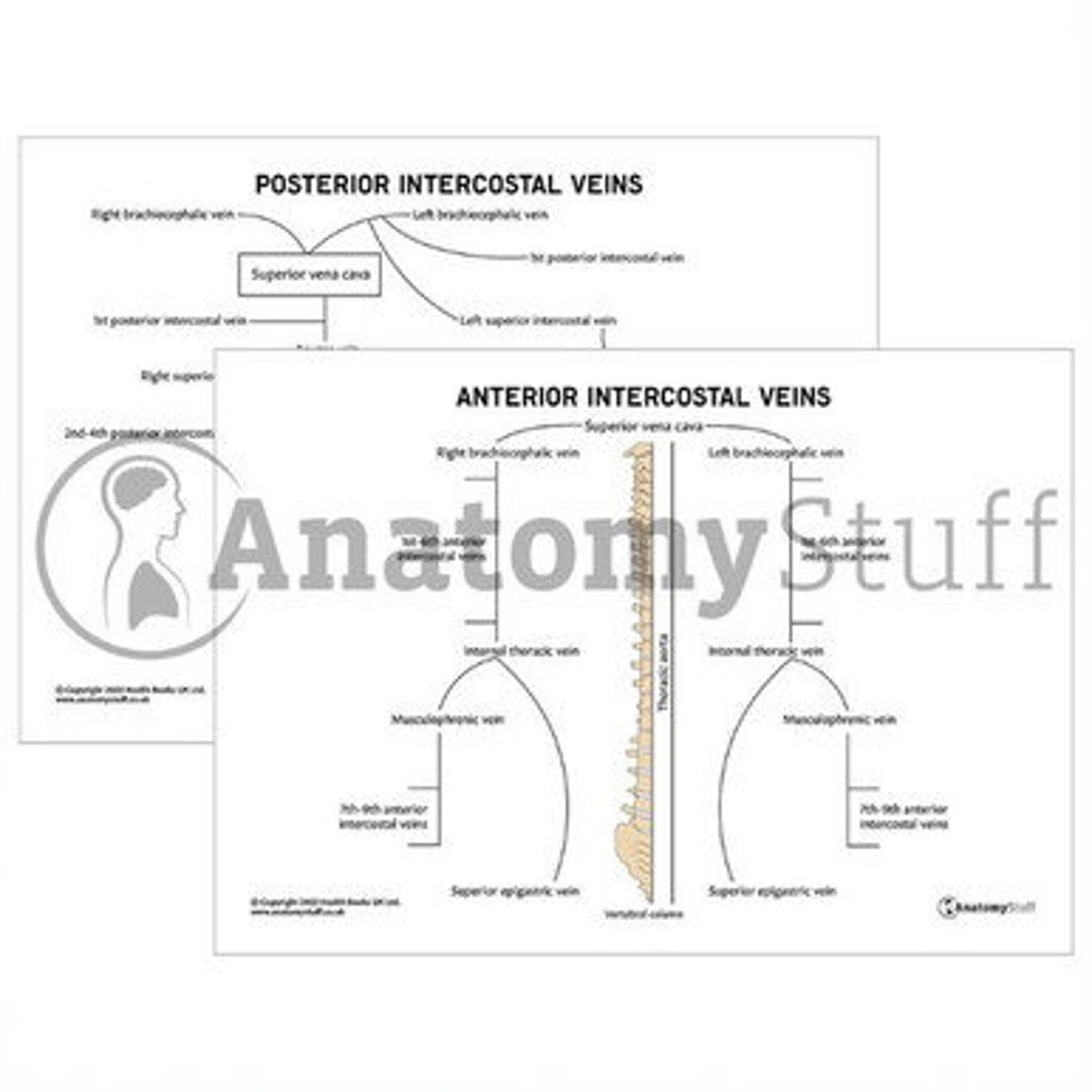 Thorax Anatomy Revision Worksheets (interactive and Printable Pdfs) - Etsy