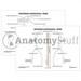 Thorax Anatomy Revision Worksheets (interactive and Printable Pdfs) - Etsy