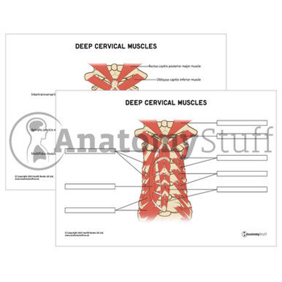 Spine & Vertebrae Anatomy Revision Worksheets (interactive and ...