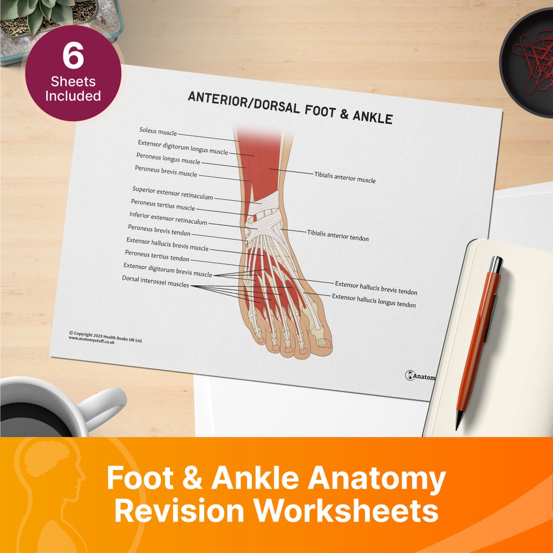 Foot & Ankle Anatomy Revision Worksheets (interactive and Printable ...