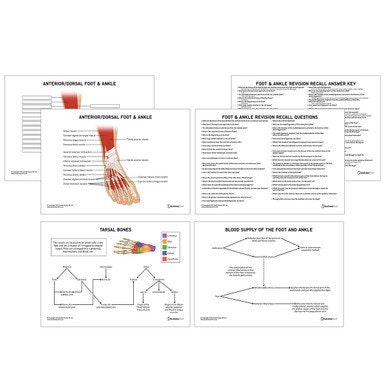 Foot & Ankle Anatomy Revision Worksheets (interactive and Printable ...