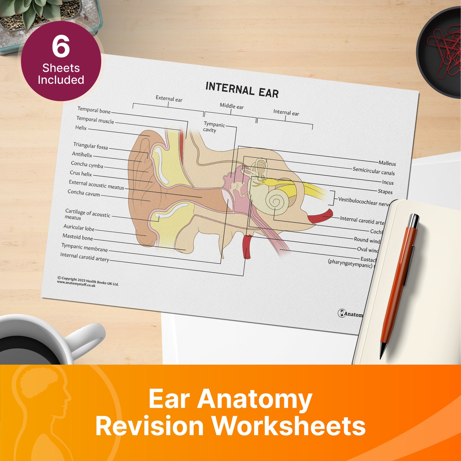Ear Anatomy Revision Worksheets (interactive and Printable Pdfs) - Etsy