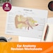 Ear Anatomy Revision Worksheets (interactive and Printable Pdfs) - Etsy