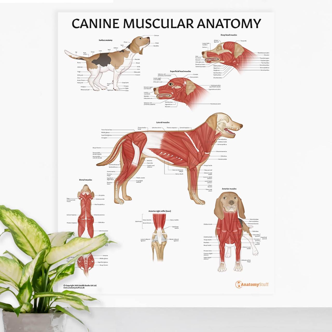 Canine Muscular Anatomy Poster - Etsy