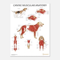 Anatomy of a Corgi - Etsy