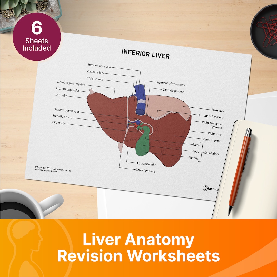Liver Anatomy Revision Worksheets (interactive and Printable Pdfs) - Etsy
