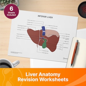 Liver Anatomy Revision Worksheets (interactive and Printable Pdfs) - Etsy