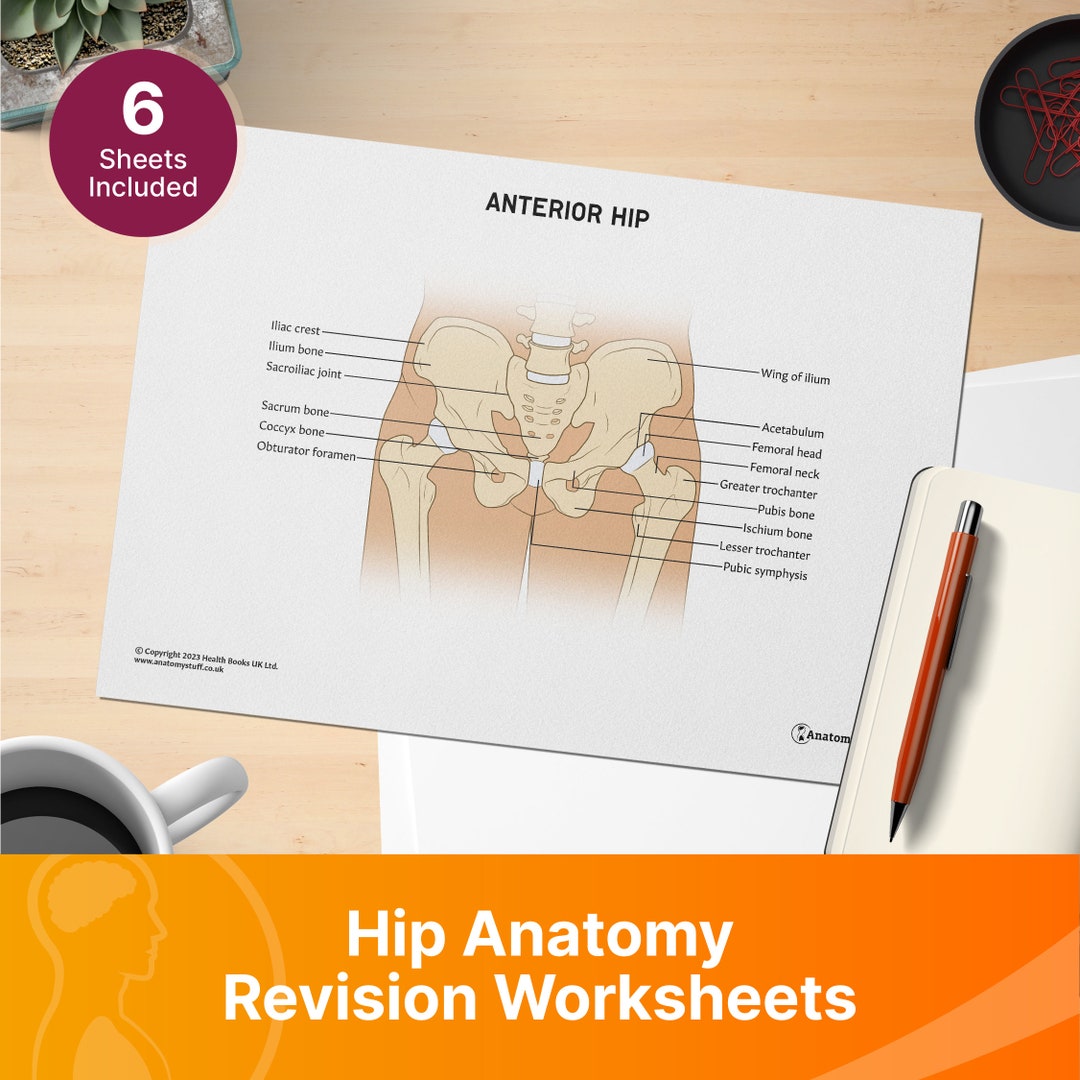 Hip Anatomy Revision Worksheets (interactive and Printable Pdfs) - Etsy