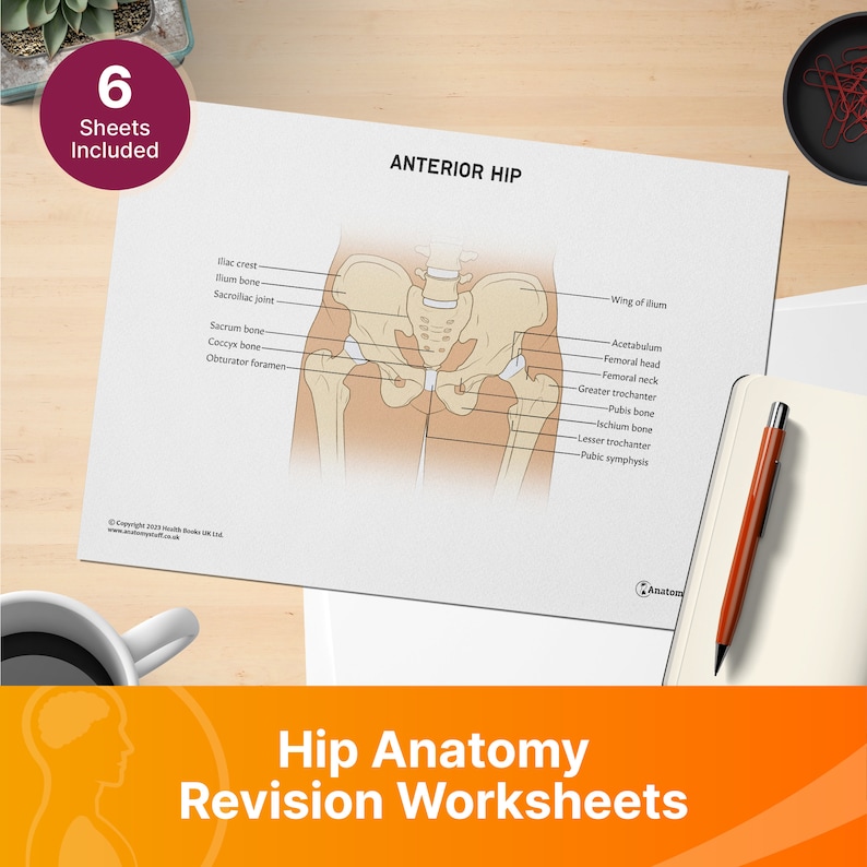 Hip Anatomy Revision Worksheets (interactive and Printable Pdfs) - Etsy