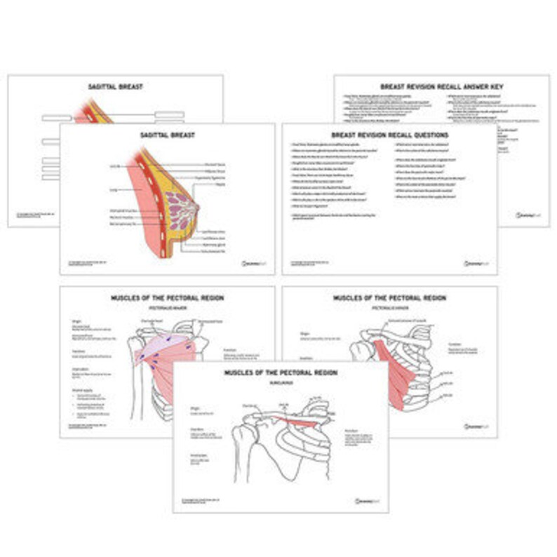 Female Breast Anatomy Revision Worksheets (interactive and Printable ...