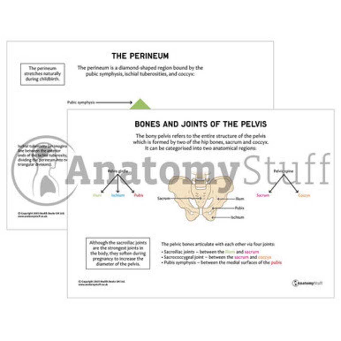 Pelvis Anatomy Revision Worksheets (interactive and Printable Pdfs) - Etsy