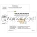 Pelvis Anatomy Revision Worksheets (interactive and Printable Pdfs) - Etsy