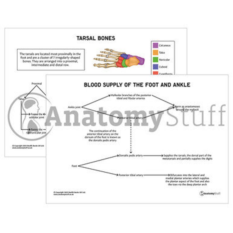 Foot & Ankle Anatomy Revision Worksheets (interactive and Printable ...