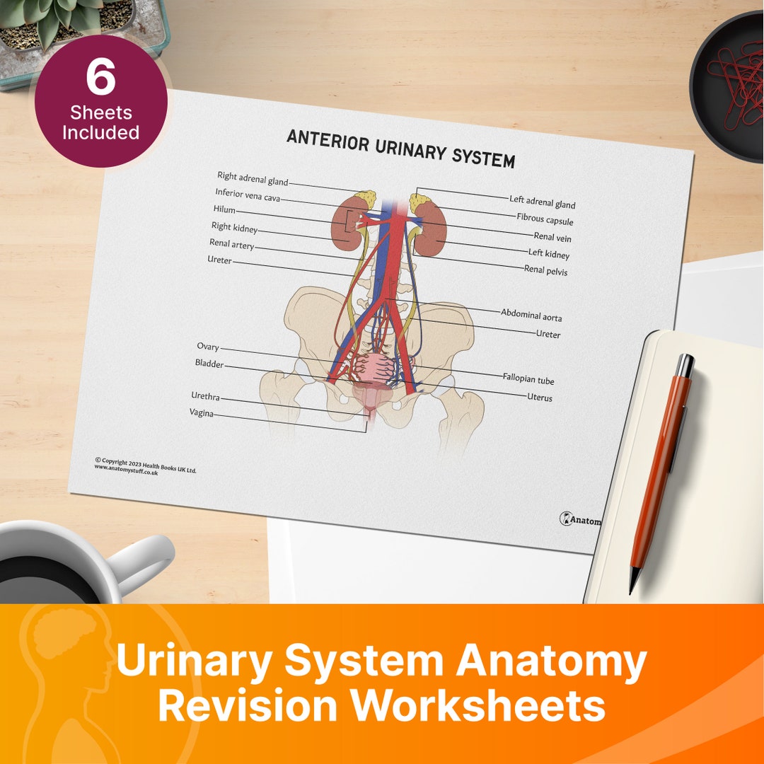 Urinary System Anatomy Revision Worksheets (interactive and Printable ...