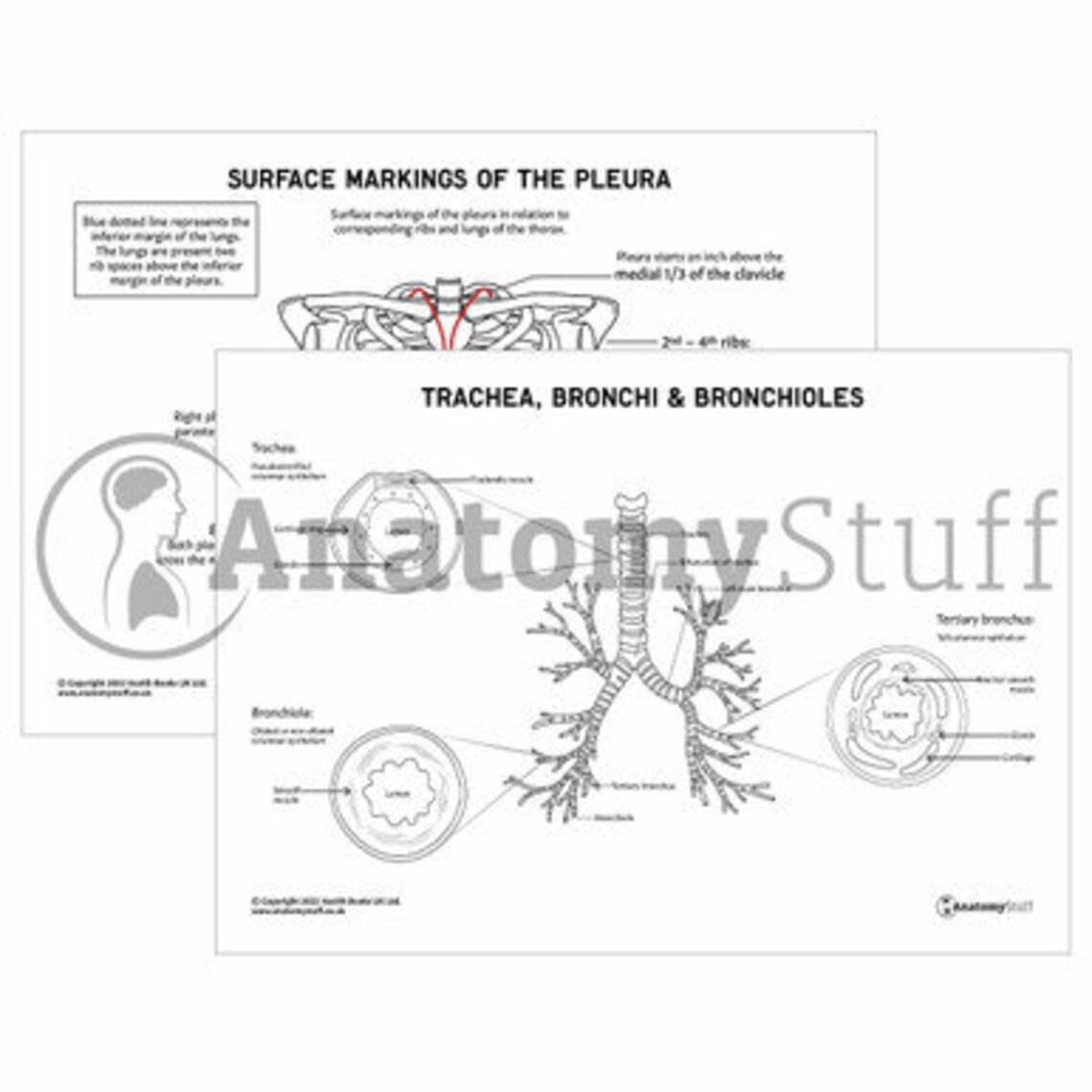 Lung Anatomy Revision Worksheets (interactive and Printable Pdfs) - Etsy