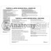 Pharynx & Larynx Anatomy Revision Worksheets interactive and Printable ...