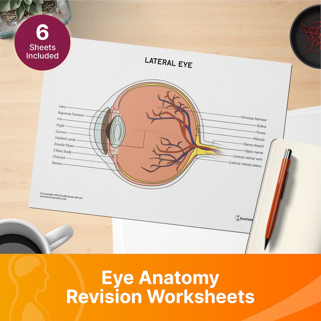 Eye Anatomy Revision Worksheets (interactive and Printable Pdfs) - Etsy
