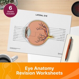 Eye Anatomy Revision Worksheets (interactive and Printable Pdfs) - Etsy
