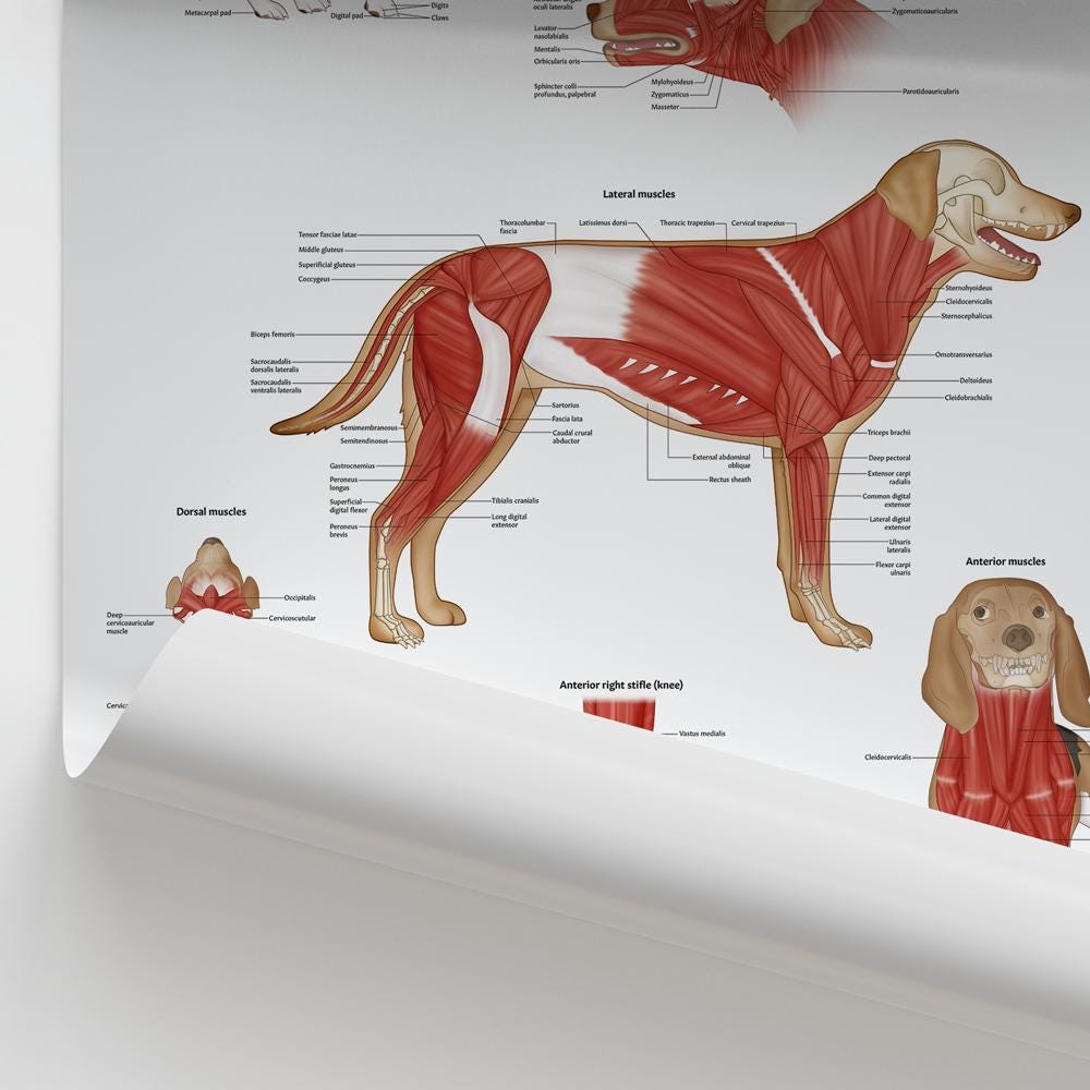 Canine Muscular Anatomy Poster - Etsy