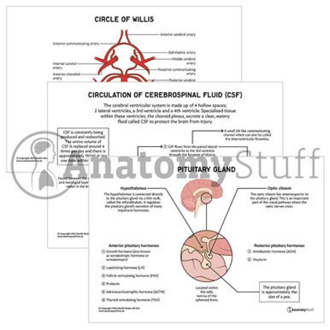Brain Anatomy Revision Worksheets interactive and Printable Pdfs - Etsy