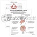 Brain Anatomy Revision Worksheets interactive and Printable Pdfs - Etsy