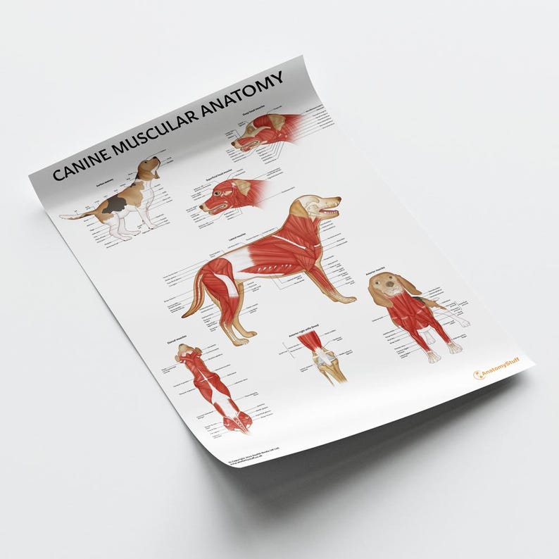 Canine Muscular Anatomy Poster - Etsy