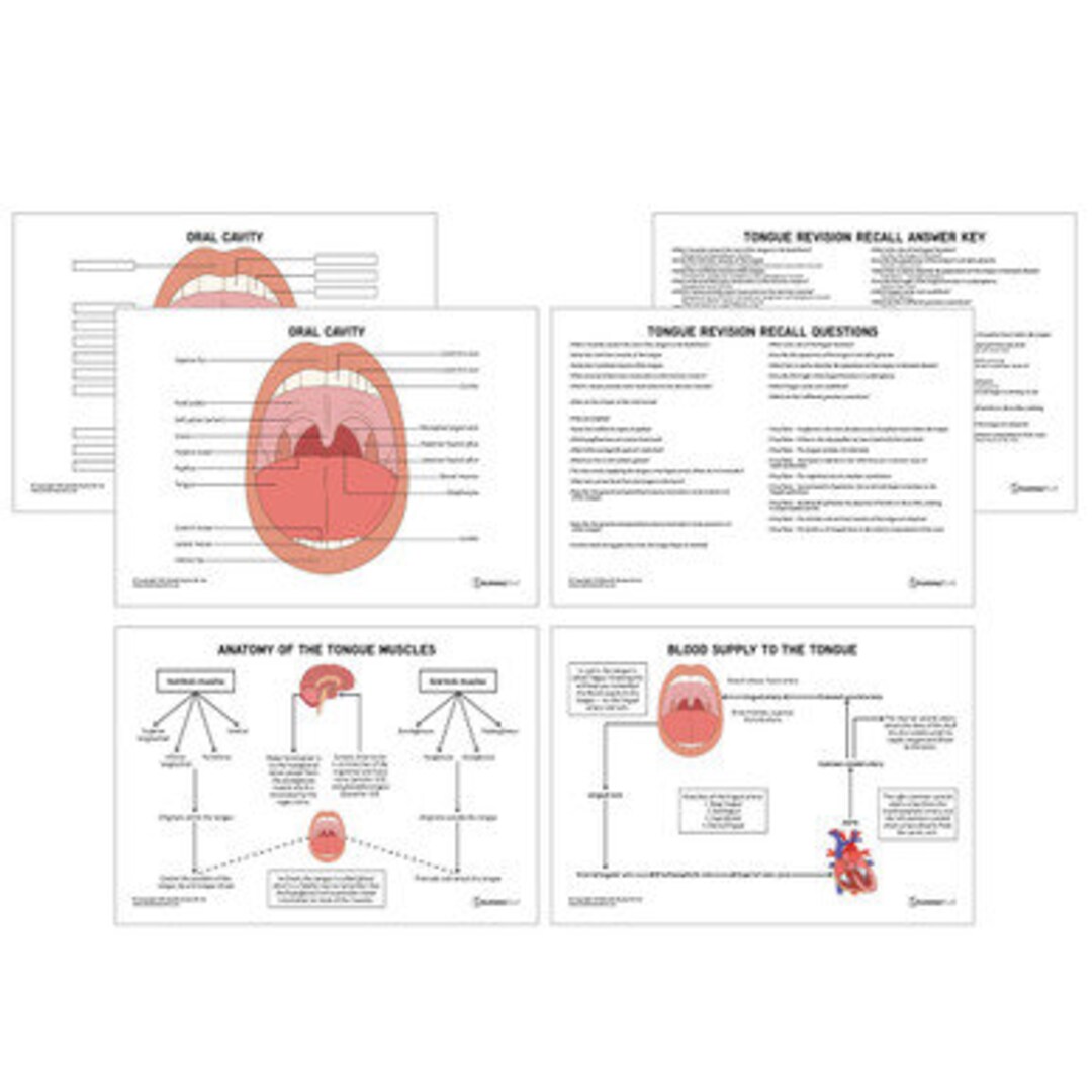 Tongue Anatomy Revision Worksheets interactive and Printable - Etsy