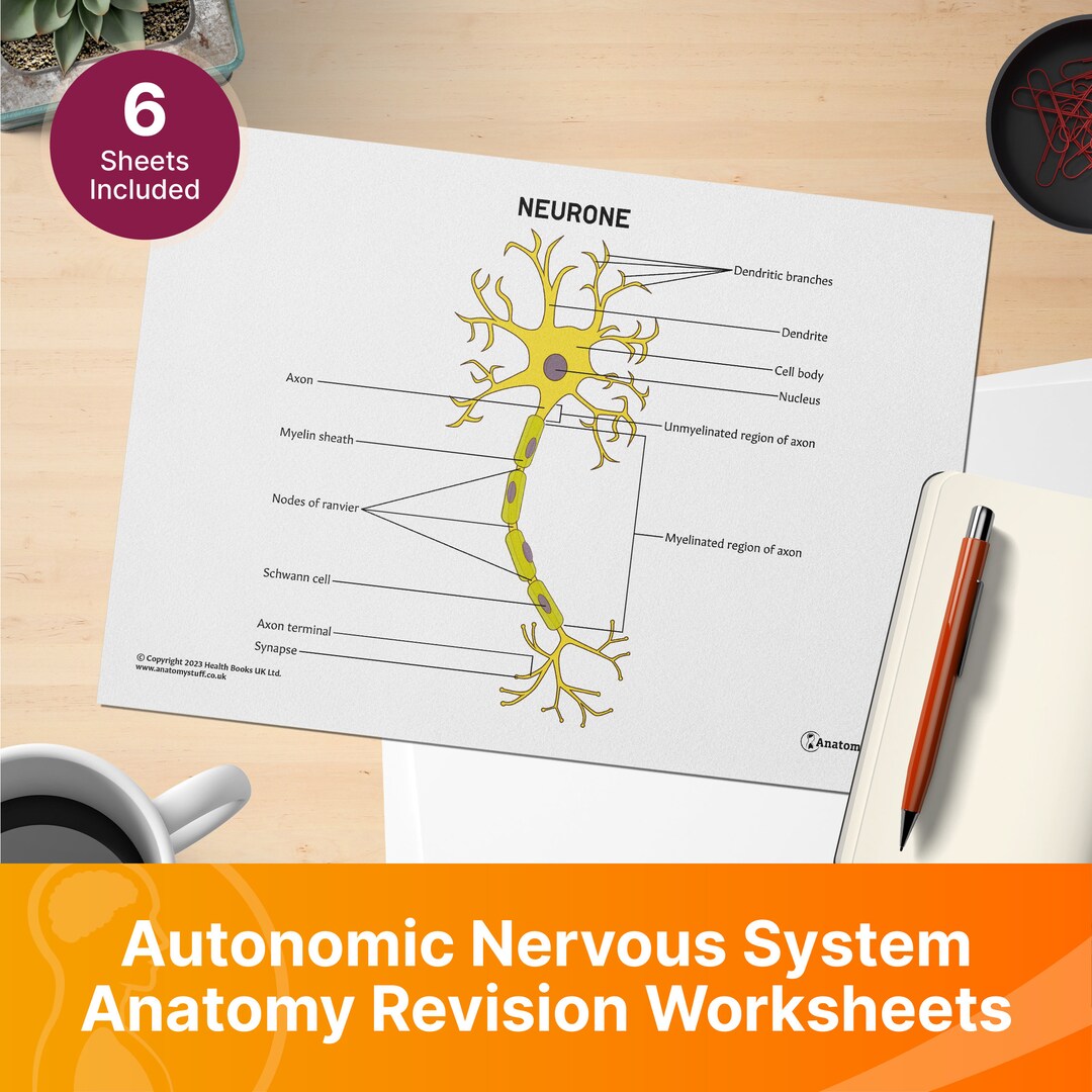 Autonomic Nervous System Anatomy Revision Worksheets (interactive and ...