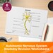 Autonomic Nervous System Anatomy Revision Worksheets (interactive and ...