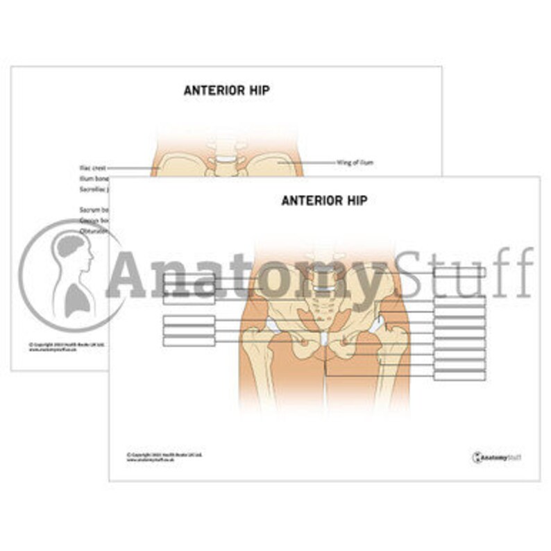 Hip Anatomy Revision Worksheets (interactive and Printable Pdfs) - Etsy