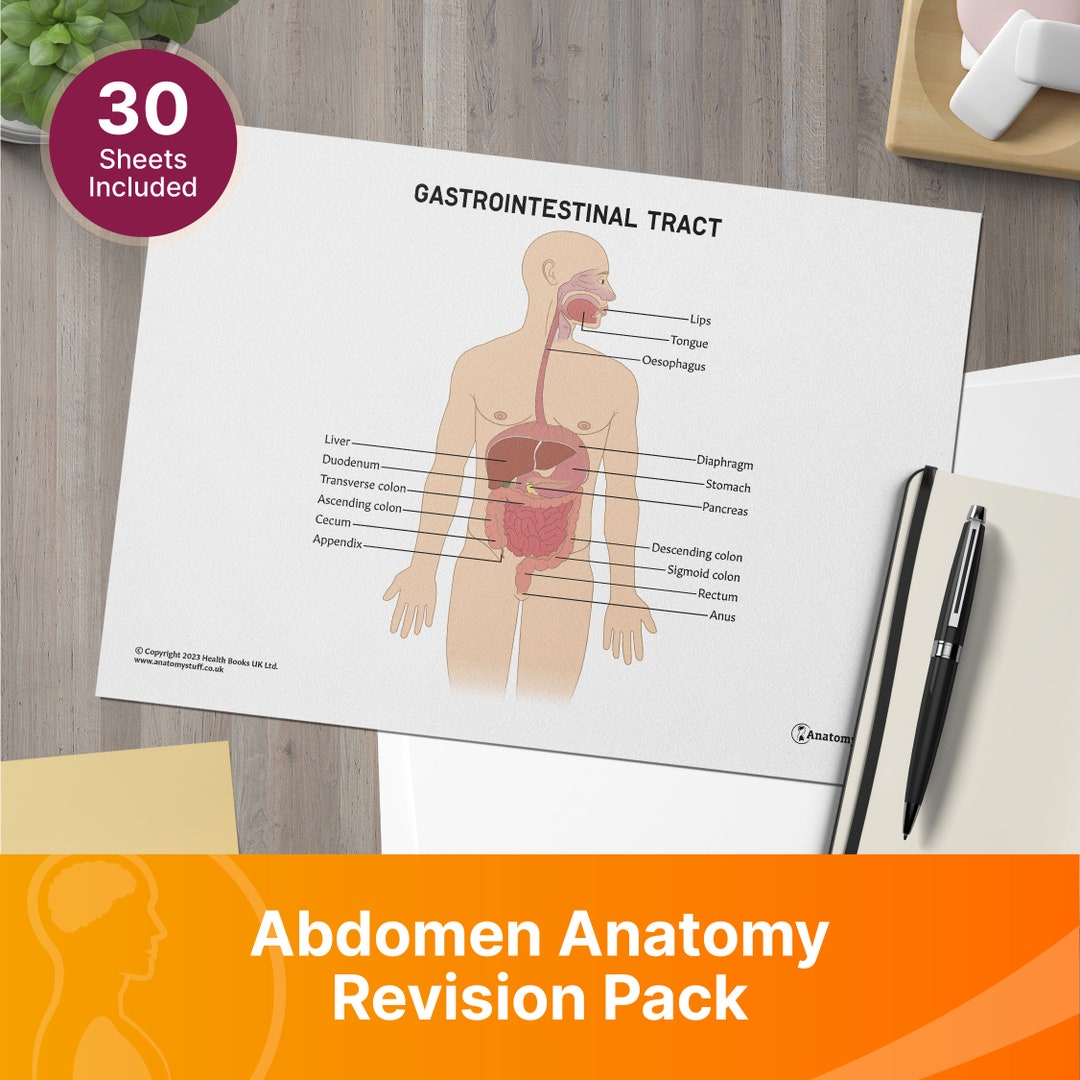 Abdomen Anatomy Revision Pack (interactive & Printable Pdfs) - Etsy