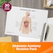 Abdomen Anatomy Revision Pack (interactive & Printable Pdfs) - Etsy