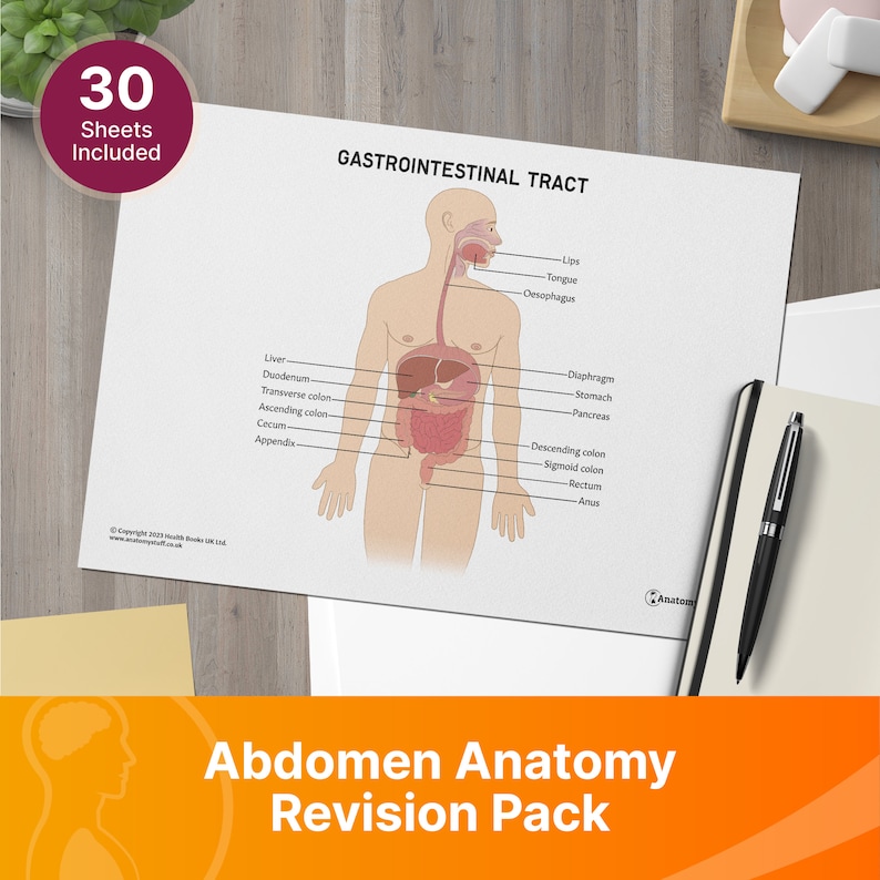 Abdomen Anatomy Revision Pack (interactive & Printable Pdfs) - Etsy