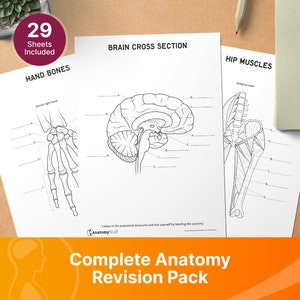 Complete Anatomy Revision Pack (printable Pdfs) - Etsy