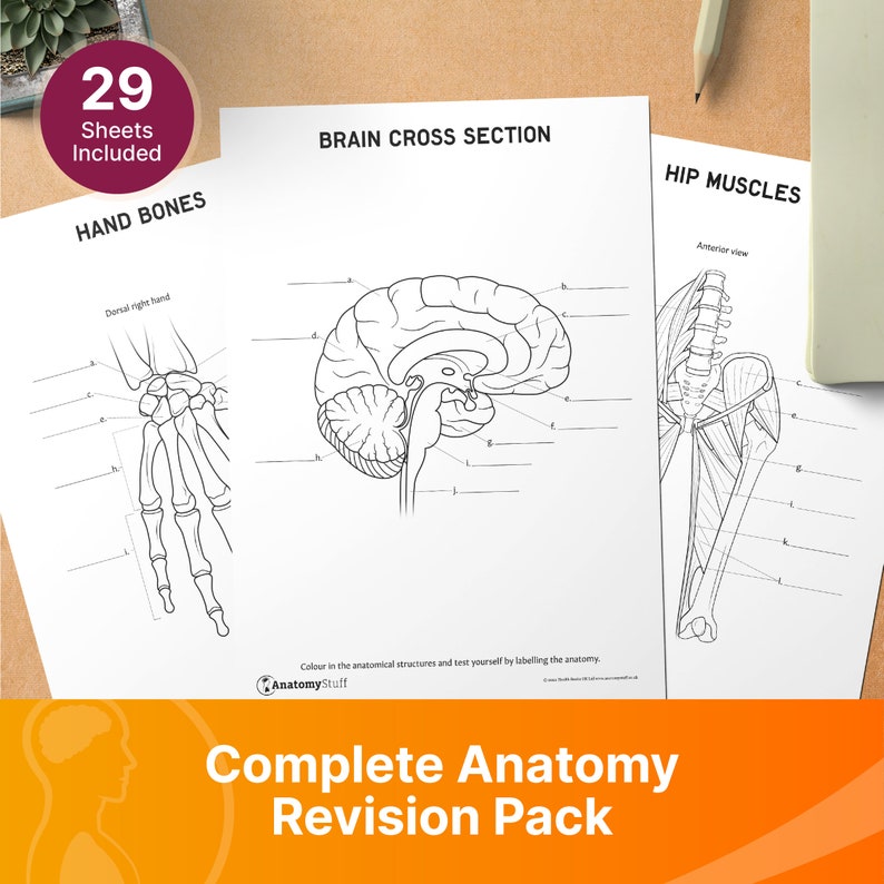 Complete Anatomy Revision Pack printable Pdfs - Etsy