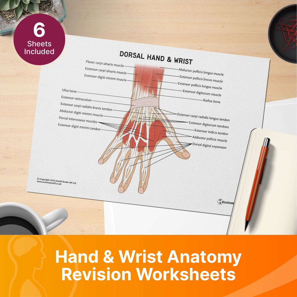 Hand & Wrist Anatomy Revision Worksheets (interactive and Printable ...