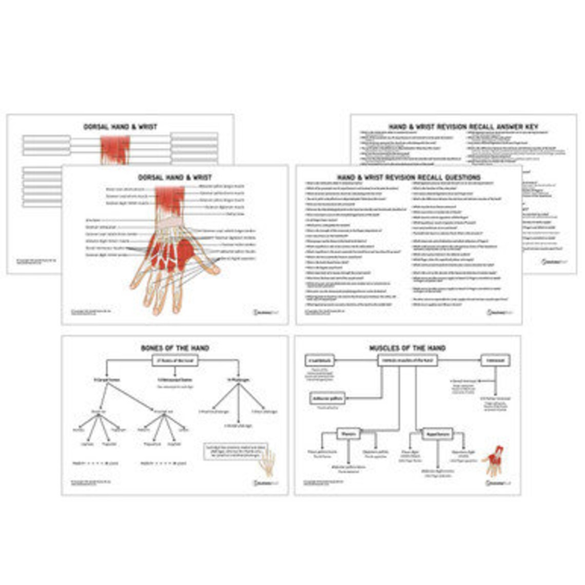 Hand & Wrist Anatomy Revision Worksheets (interactive and Printable ...