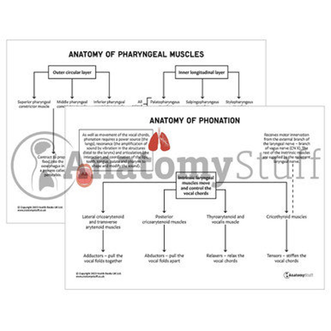 Pharynx & Larynx Anatomy Revision Worksheets (interactive and Printable ...