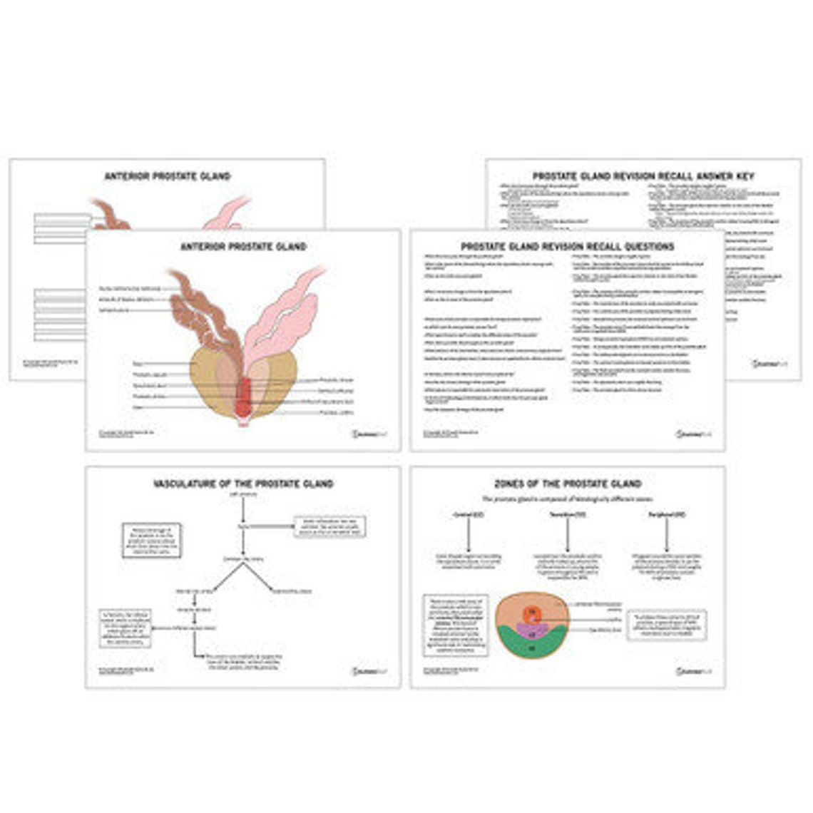 Prostate Gland Anatomy Revision Worksheets (interactive and Printable ...