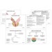 Prostate Gland Anatomy Revision Worksheets (interactive and Printable ...