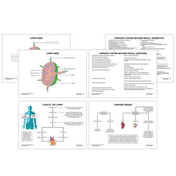 Lymphatic System Chart - Etsy