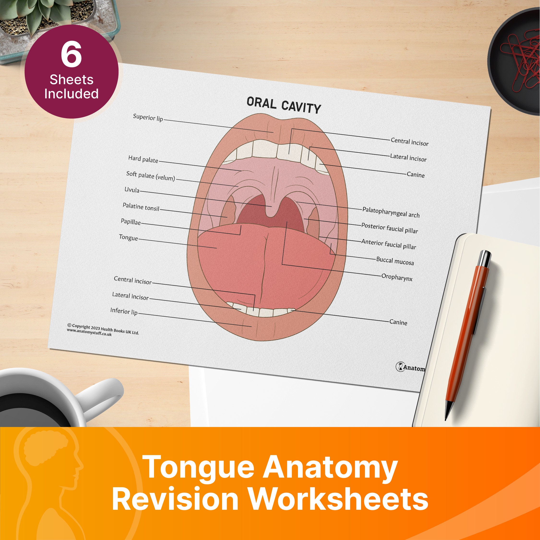 Tongue Anatomy Revision Worksheets (interactive and Printable Pdfs) - Etsy